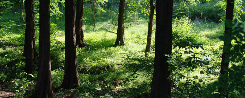 Managed Forest Tax Incentive Program - Muskoka Land Stewards